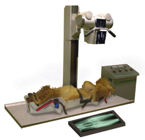 Pawsitioner | Animages